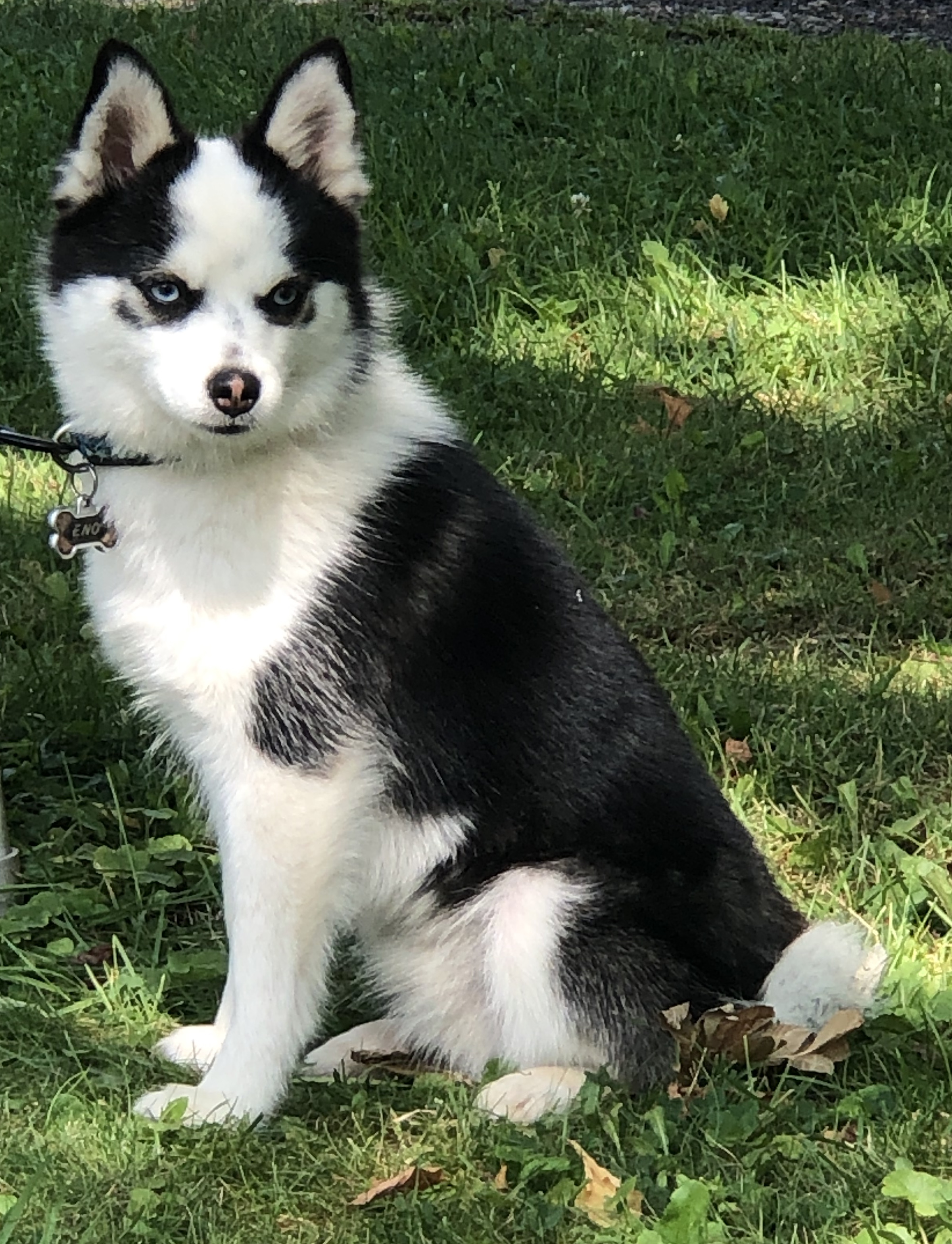 Pomsky Dogs – ONTARIO POMSKIES