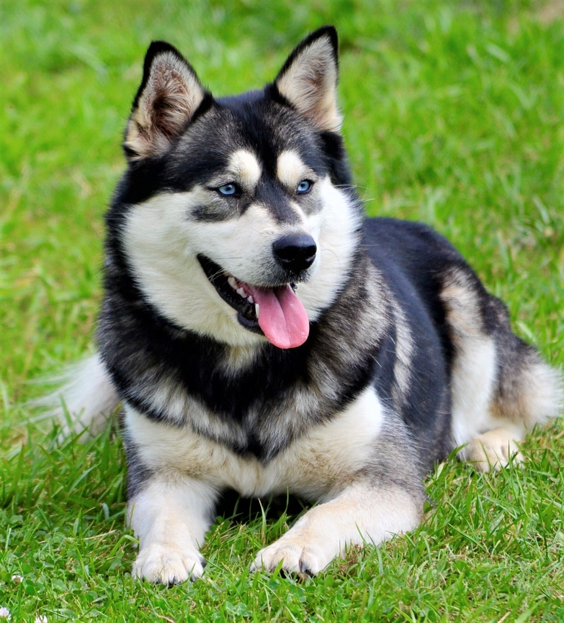Pomsky Dogs – Ontario Pomskies & Keurwood Equestrian
