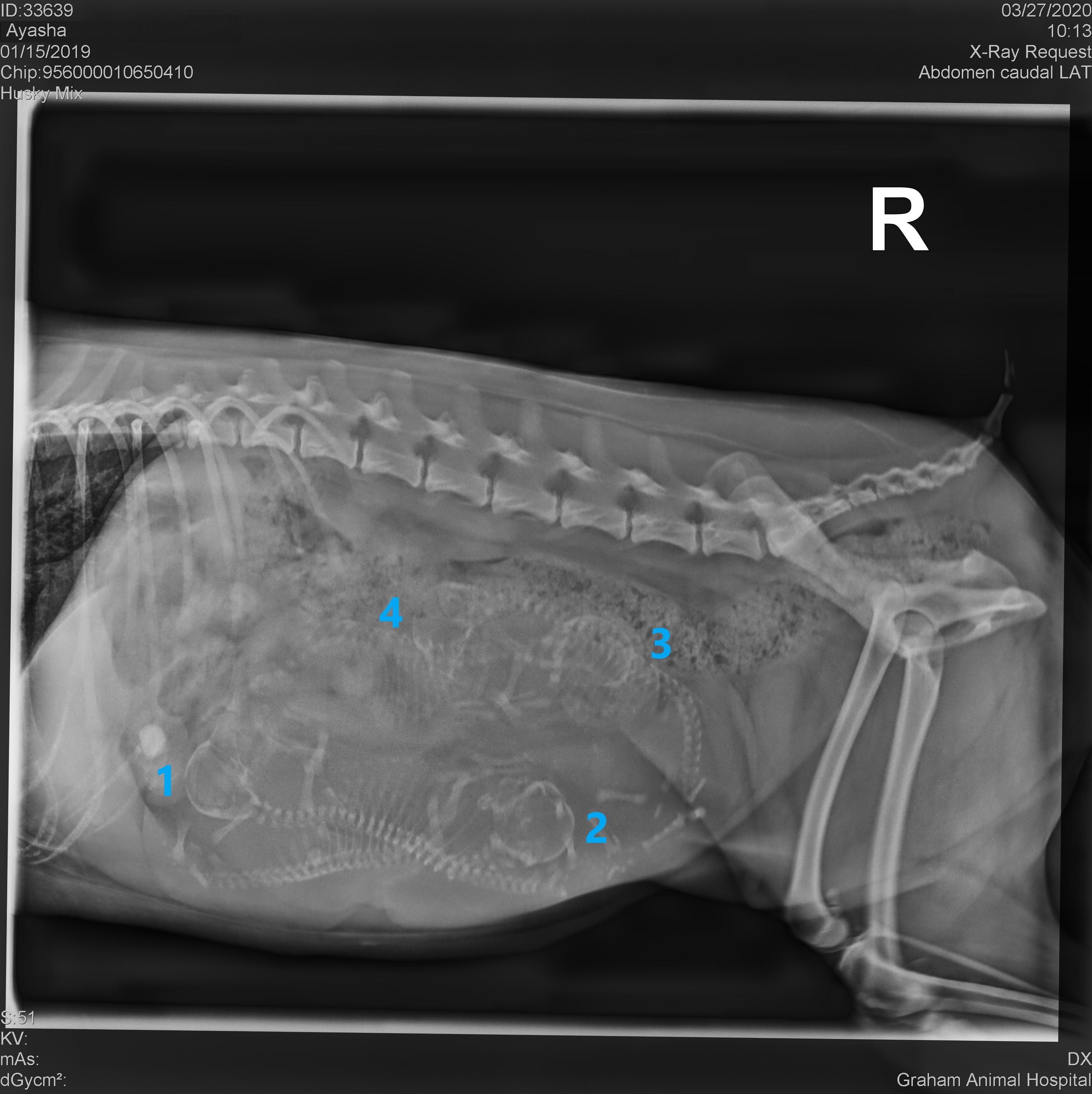 X-Ray Puppy Count for Ayasha – Ontario Pomskies & Keurwood Equestrian