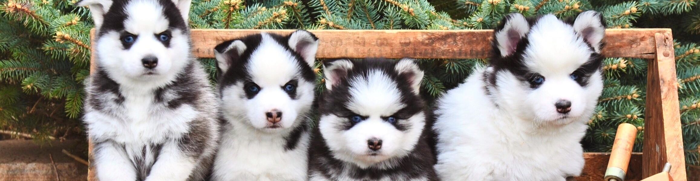 6 week old photos of Ayasha x Eno F3 Pomsky Puppies now available ...