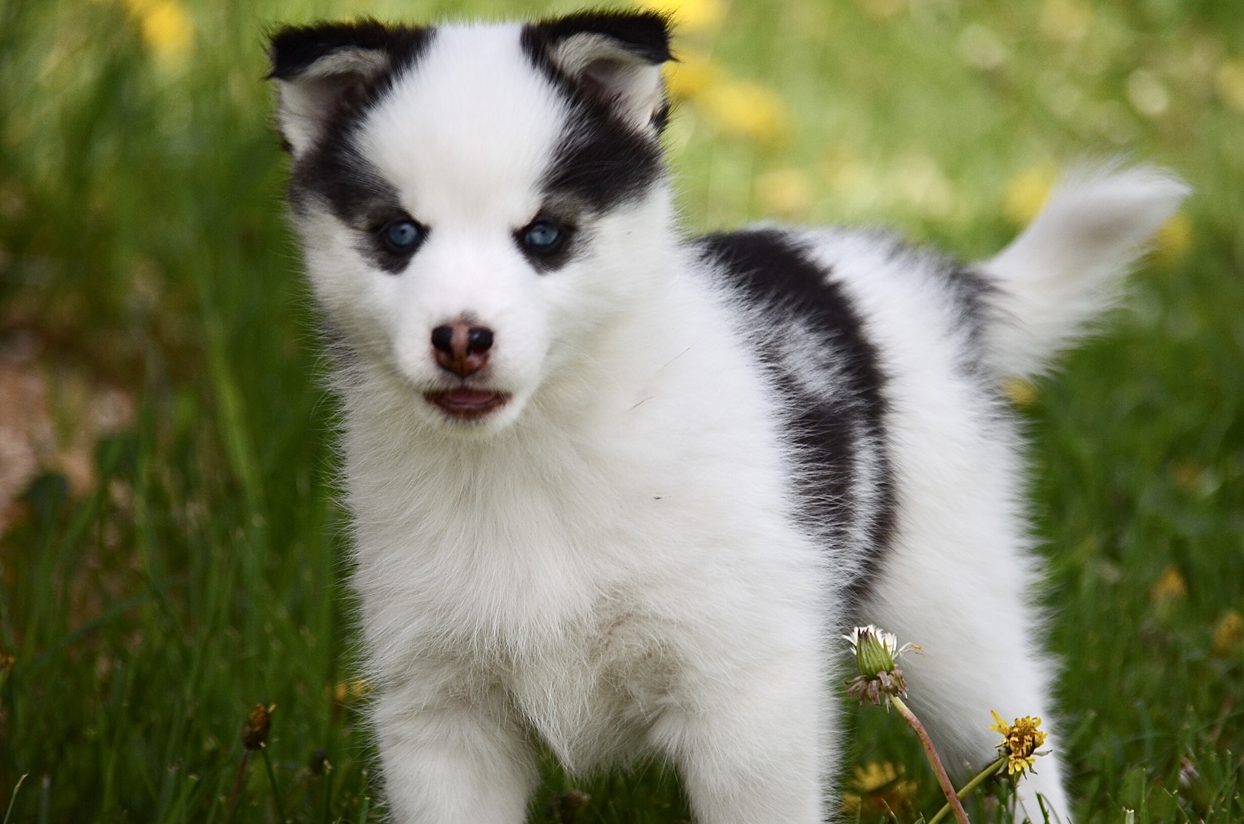 Updates and more updates! – Ontario Pomskies & Keurwood Equestrian