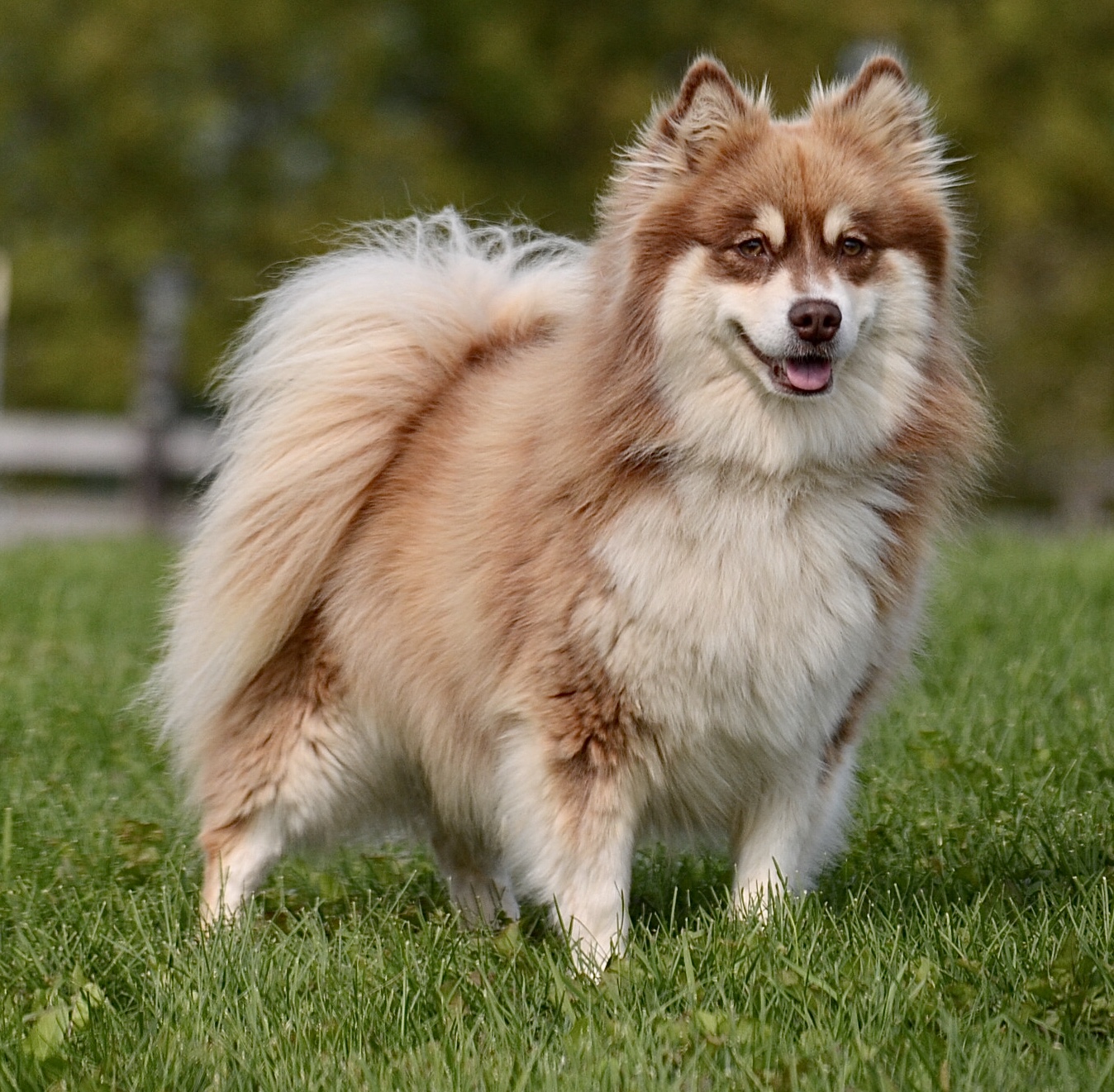 Pomsky Dogs – Ontario Pomskies & Keurwood Equestrian
