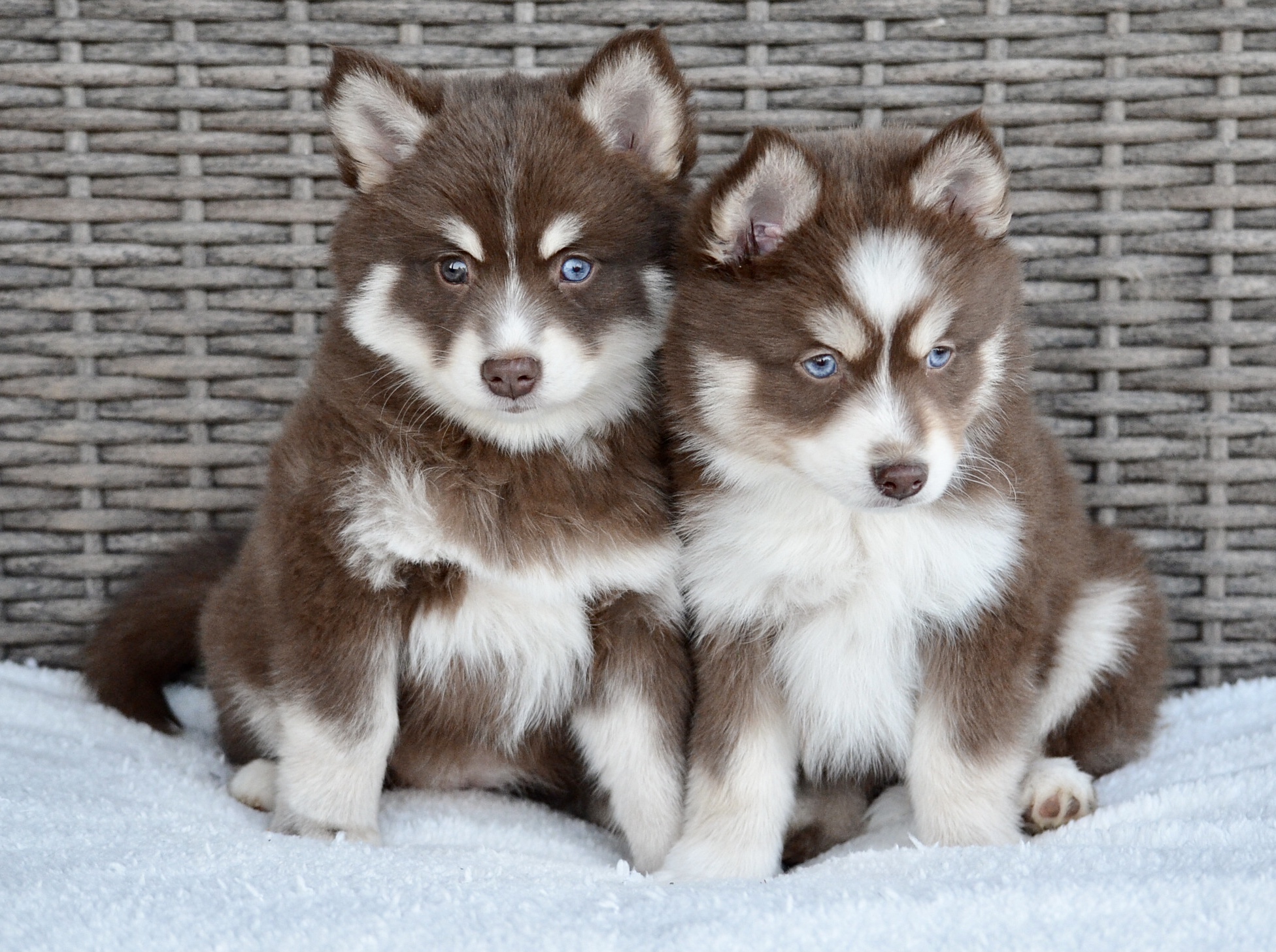 Our Secret is Out! – ONTARIO POMSKIES