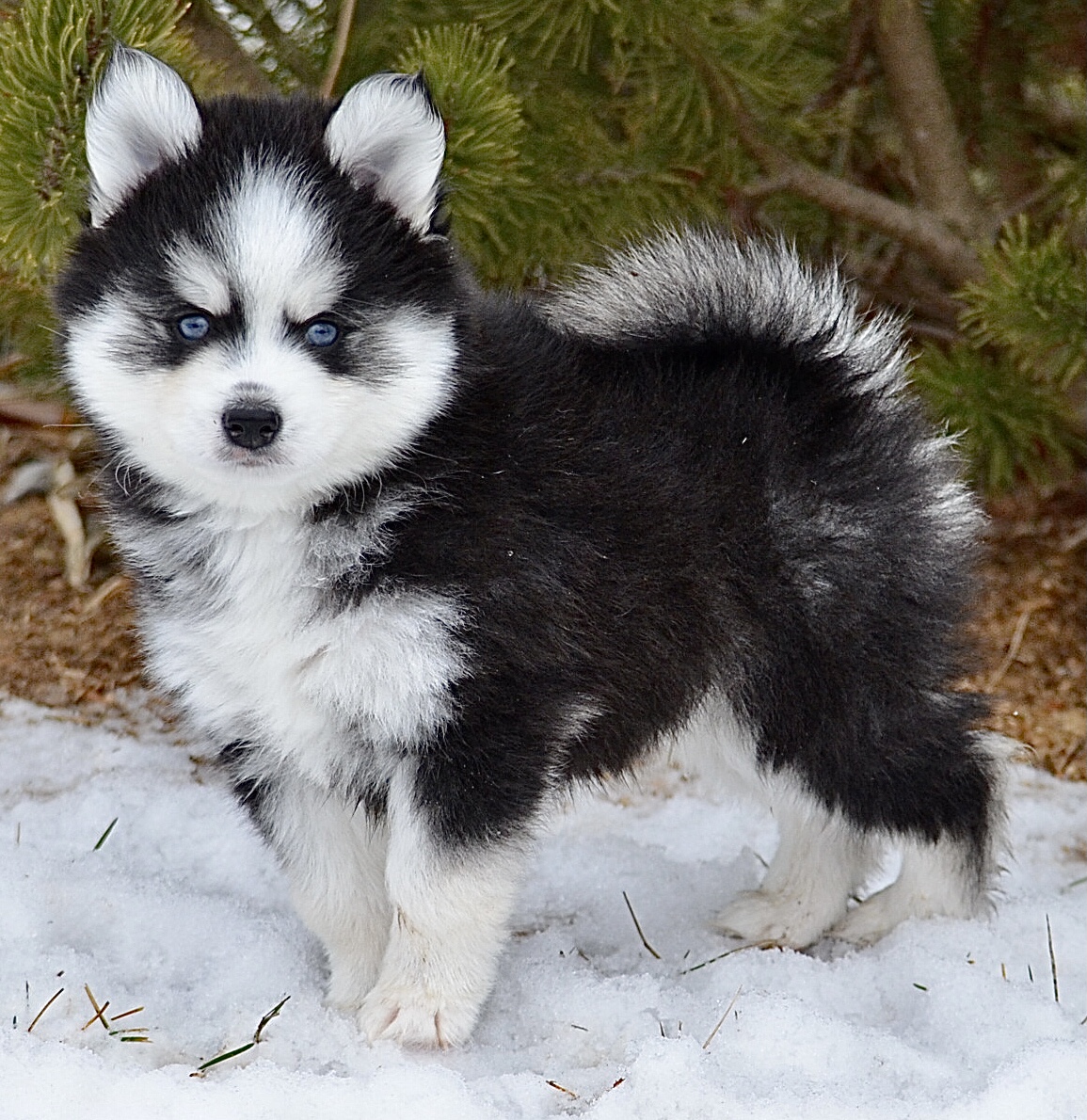 Qualification Application Submission Confirmation – Ontario Pomskies ...