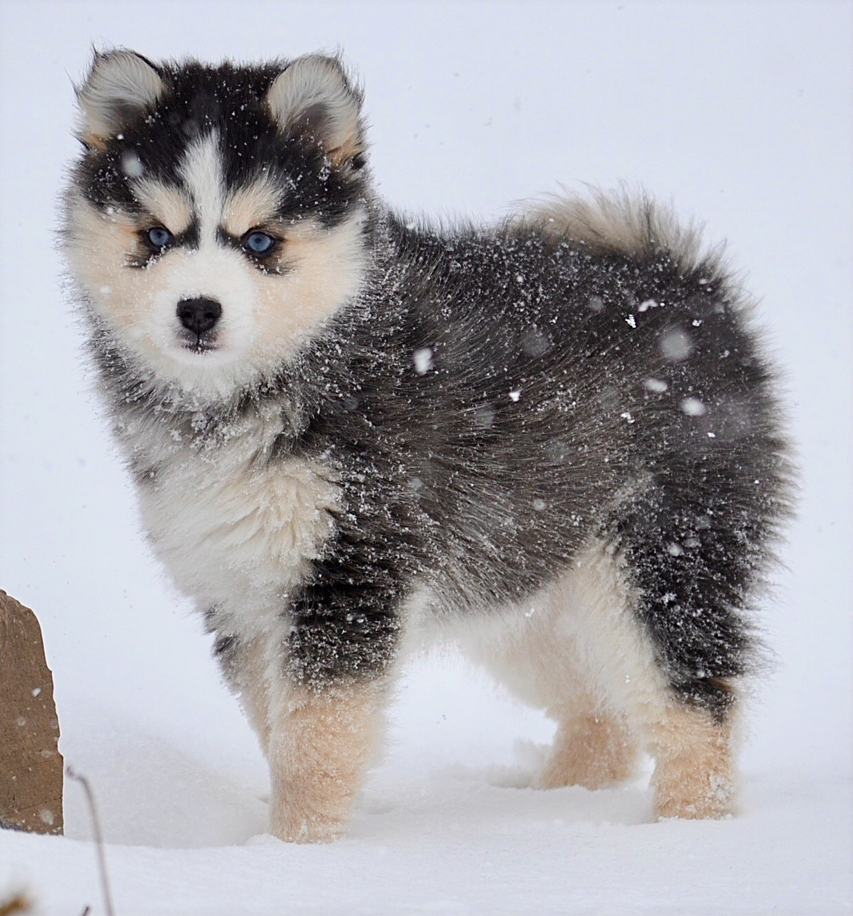 Welcome Sakari – the future of the Pomsky breed! – Ontario Pomskies ...