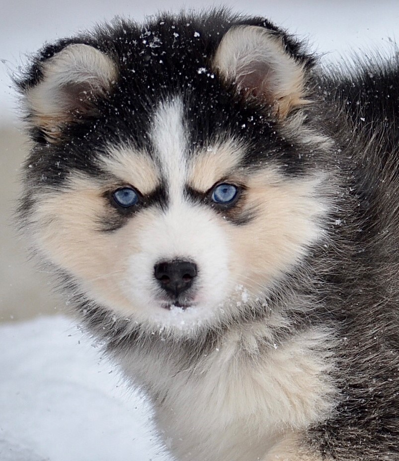 Welcome Sakari – the future of the Pomsky breed! – Ontario Pomskies ...