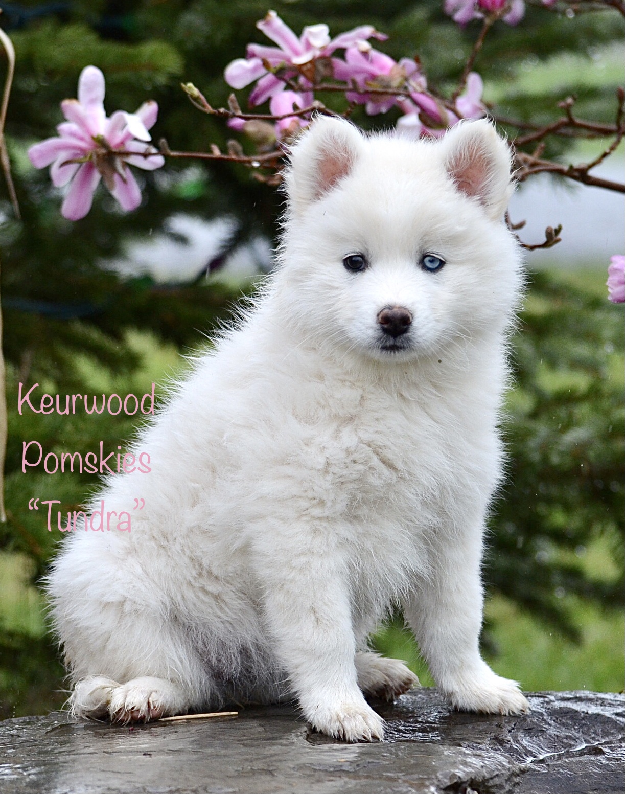 More and more puppies! – Ontario Pomskies & Keurwood Equestrian