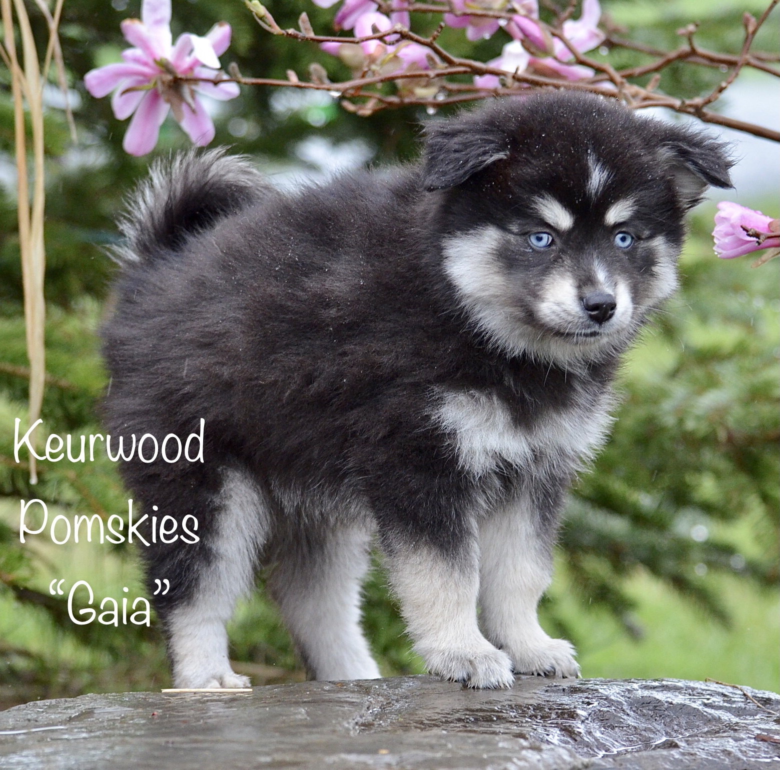 More and more puppies! – Ontario Pomskies & Keurwood Equestrian