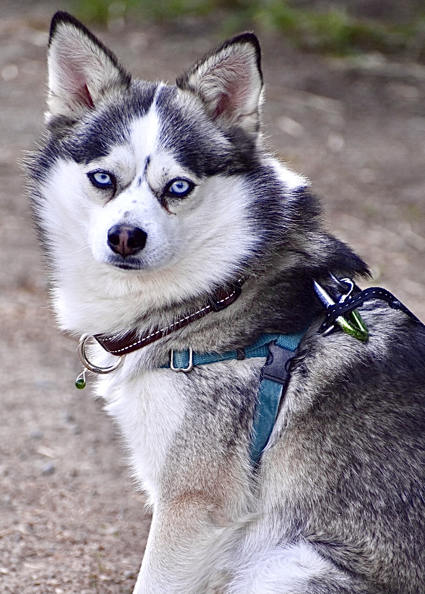 Happy Friday Pupdates! – Ontario Pomskies & Keurwood Equestrian