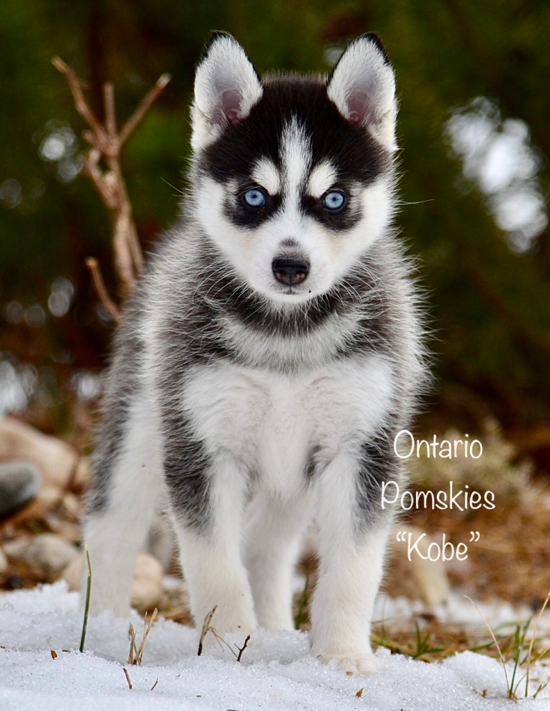 Pomsky Dogs – Ontario Pomskies & Keurwood Equestrian
