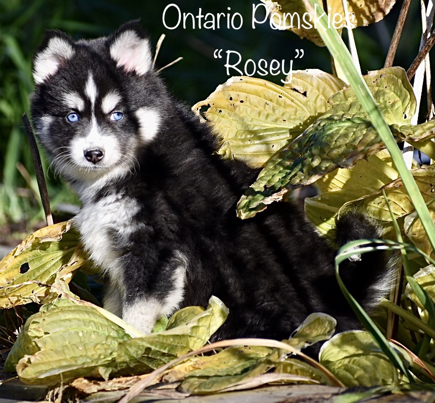 TGIF…P – Tumbling, Goofy, Interactive Fluffy Pomskies! – Ontario ...
