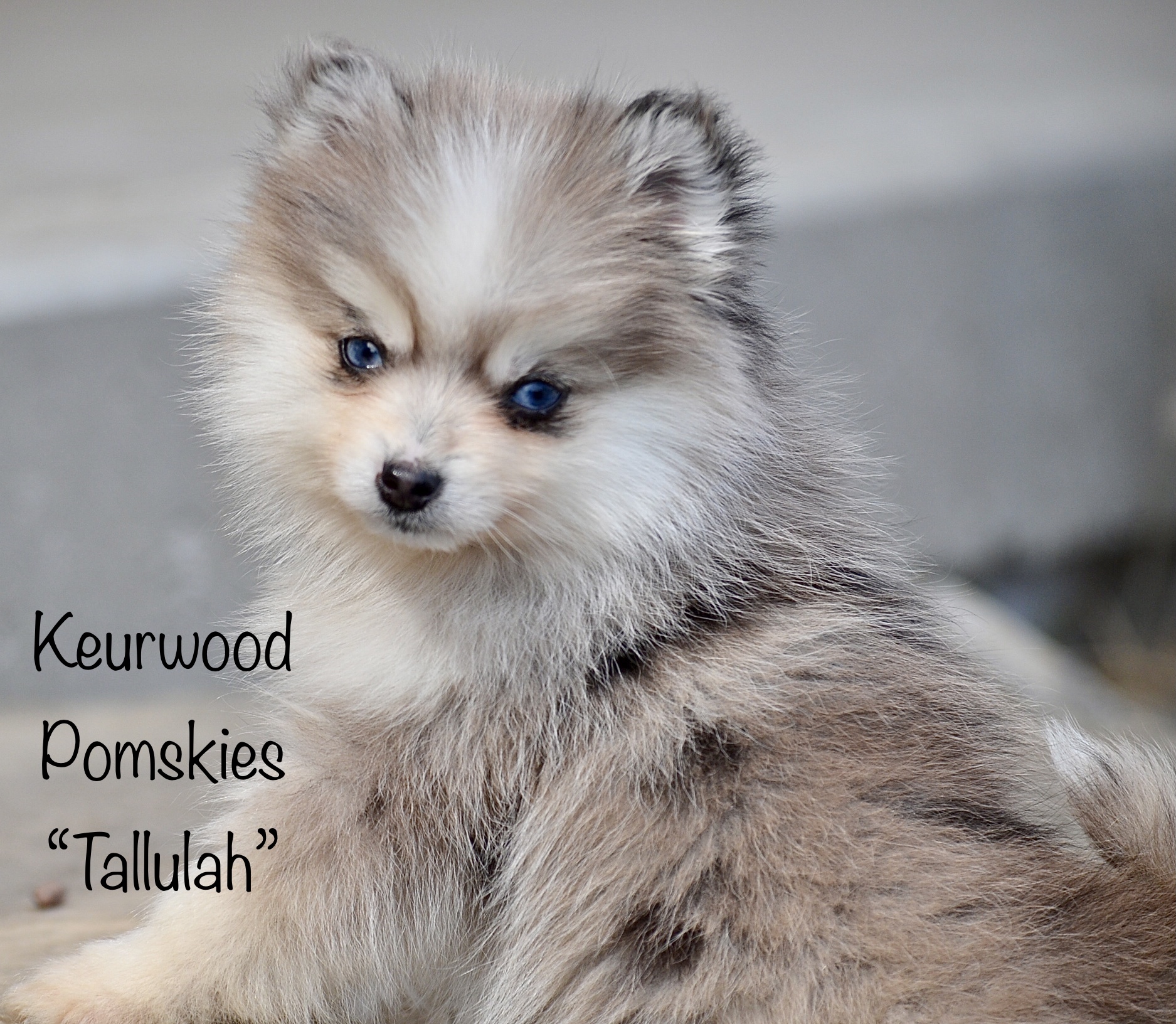 Pomsky Dogs – Ontario Pomskies & Keurwood Equestrian