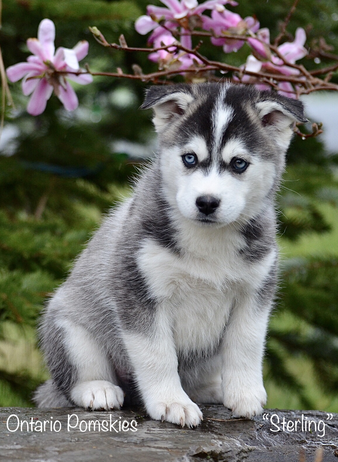 Pomsky Dogs – ONTARIO POMSKIES