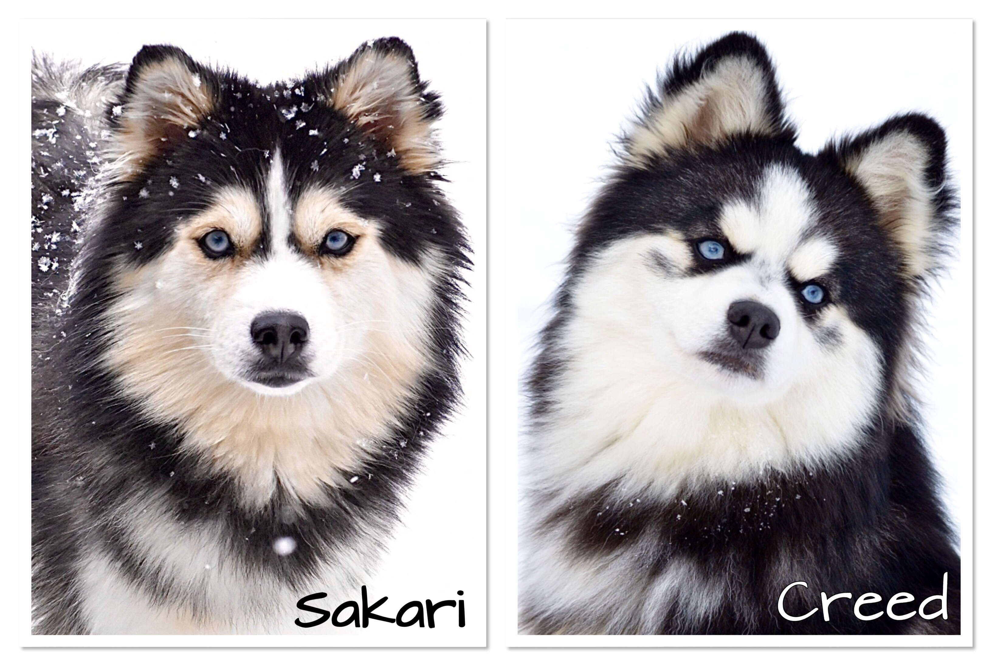 Are you ready for a packed pupdate? – Ontario Pomskies & Keurwood ...