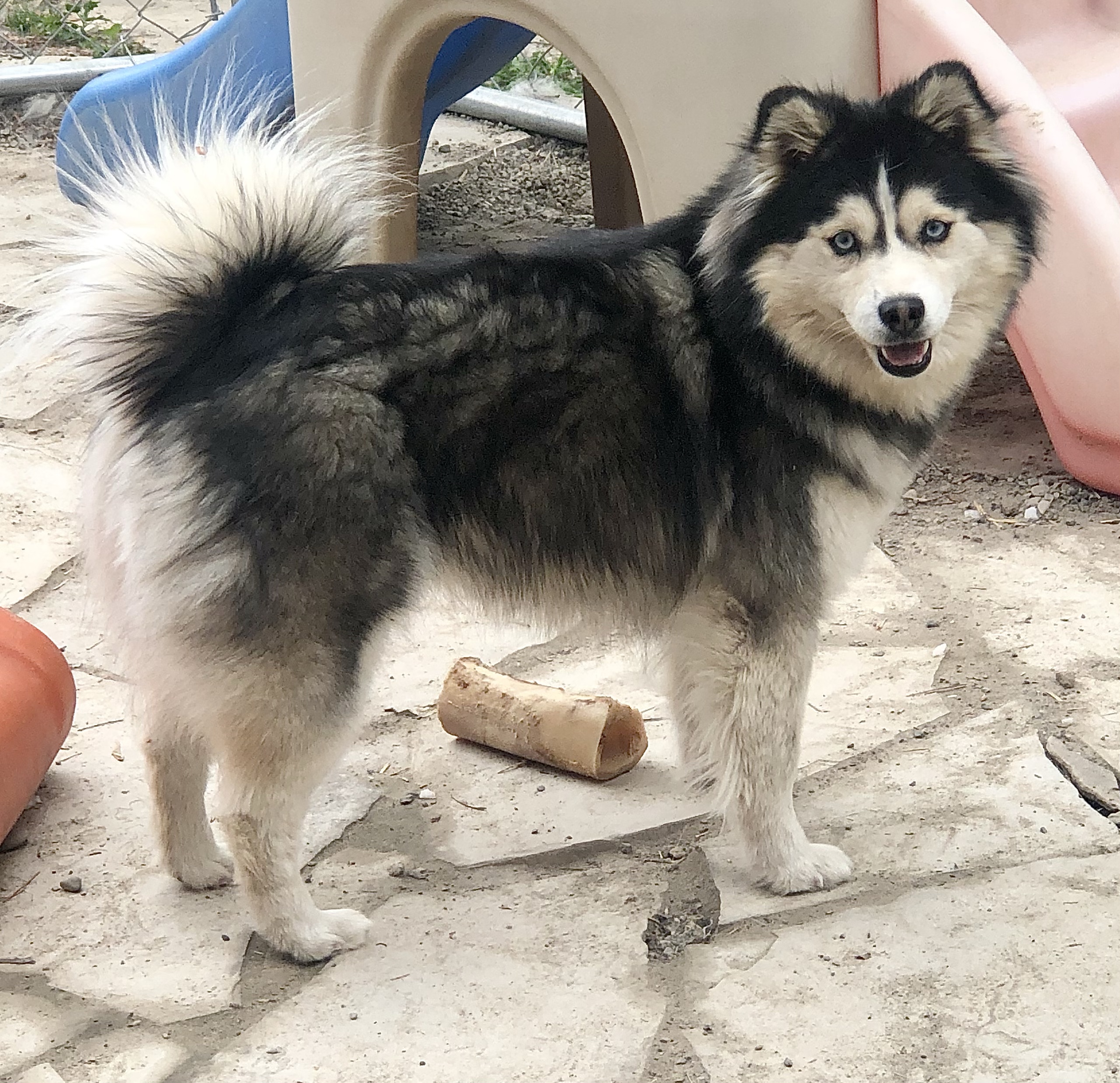 Our Pomsky Parents – Ontario Pomskies & Keurwood Equestrian