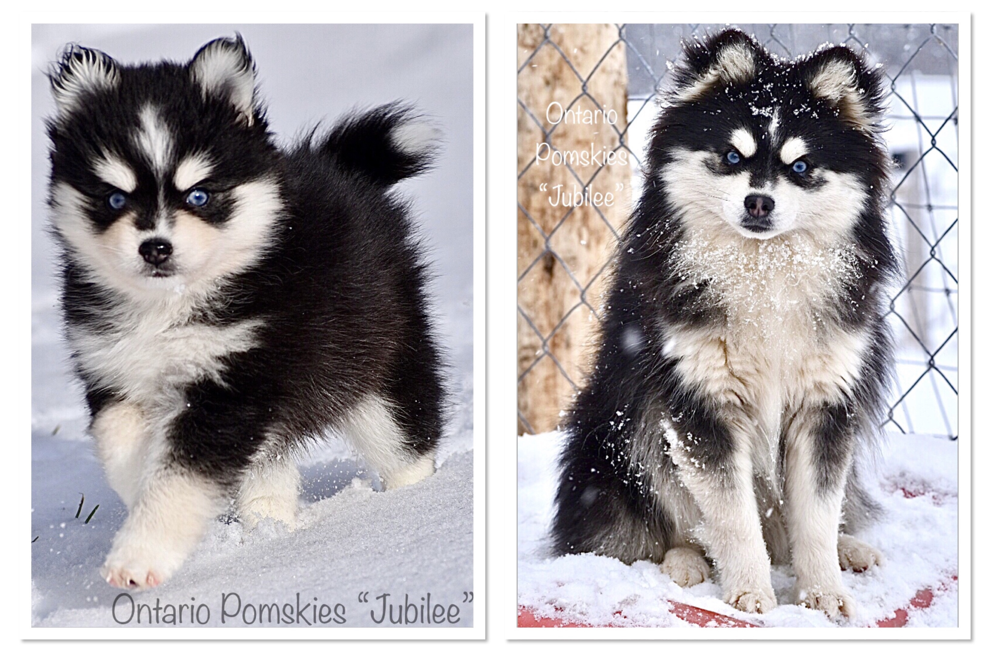 Ontario Pomskies & Keurwood Equestrian – Family farm in-home raised and ...