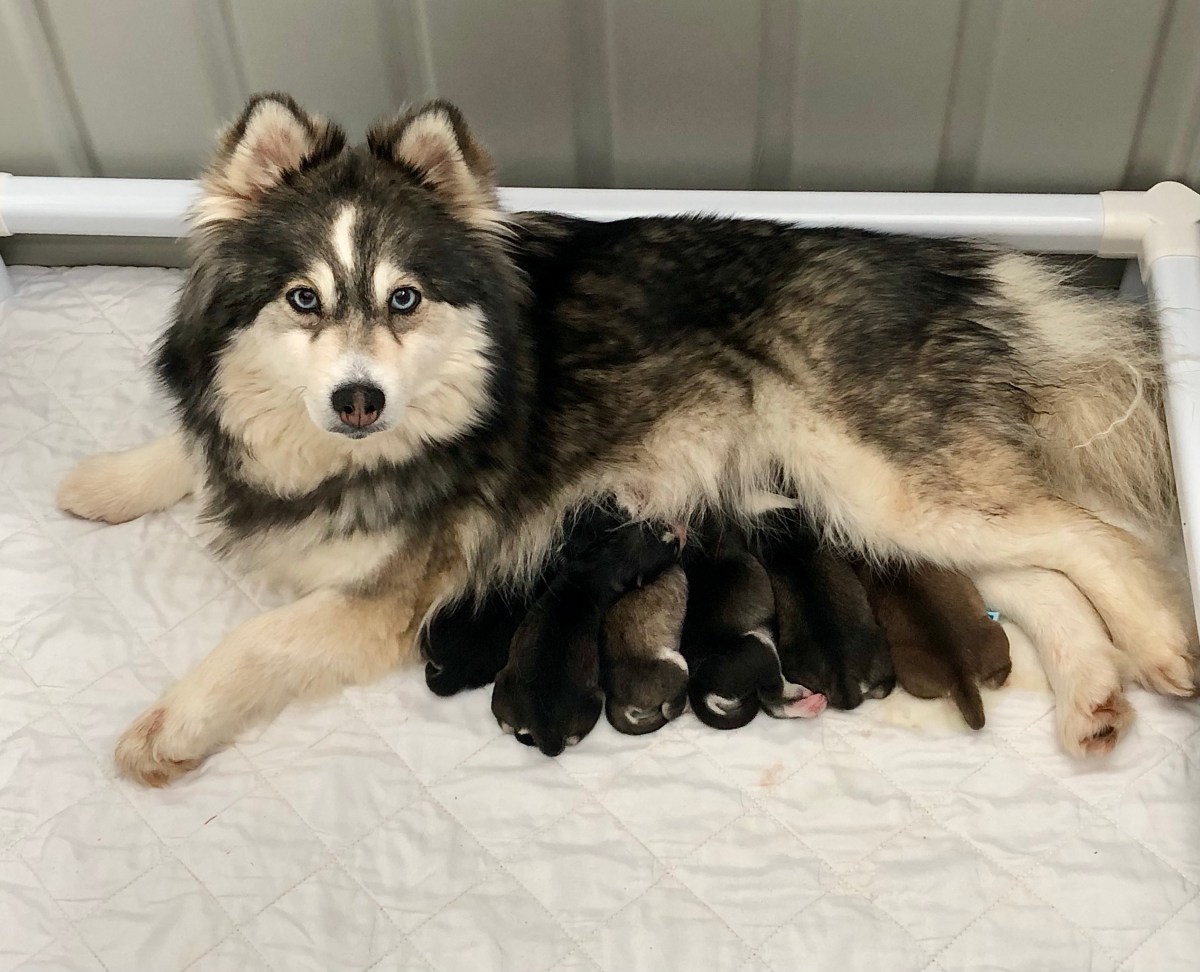 Our Pomsky Parents – Ontario Pomskies & Keurwood Equestrian