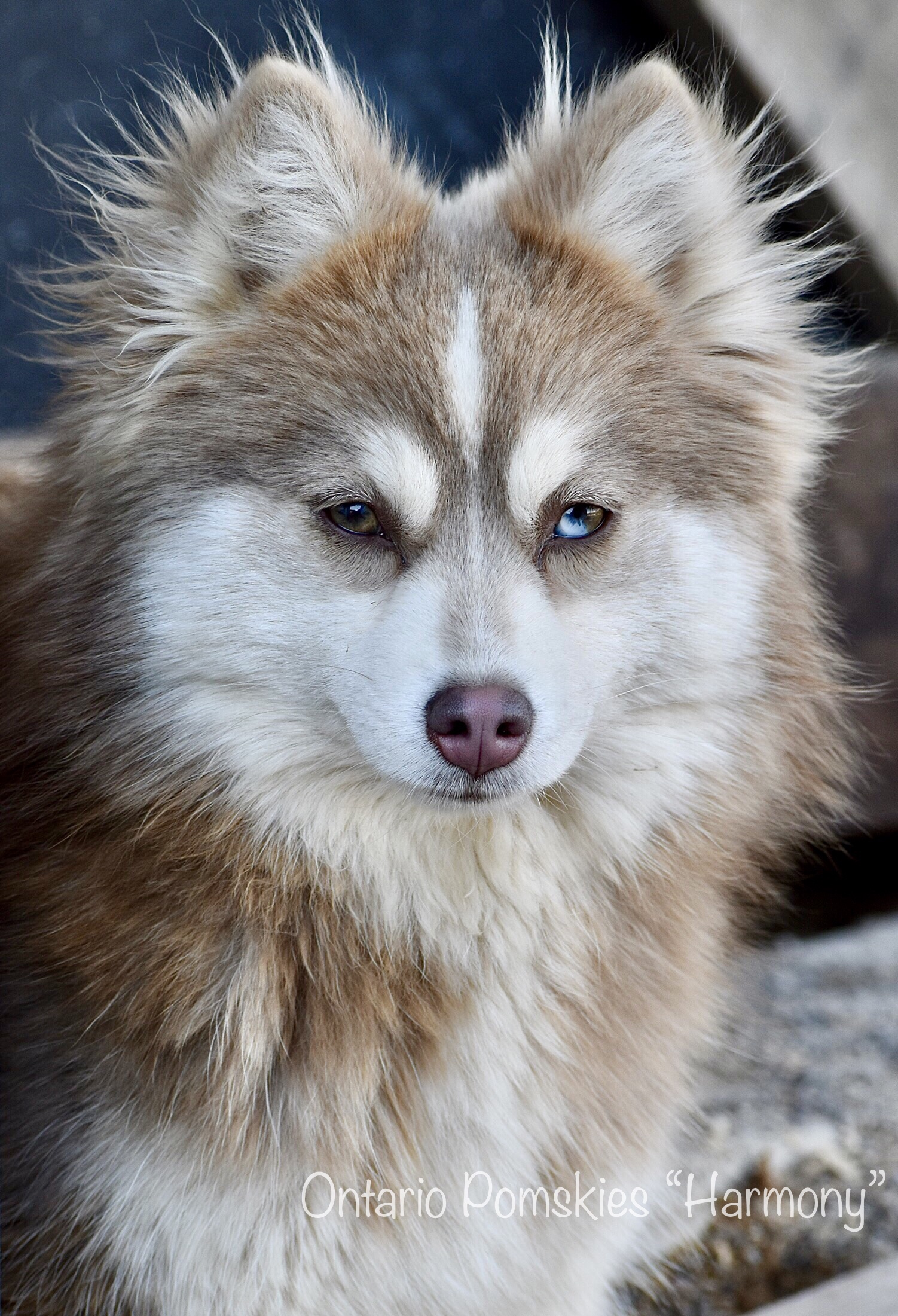 April 3 for 3 week Pupdates! – ONTARIO POMSKIES