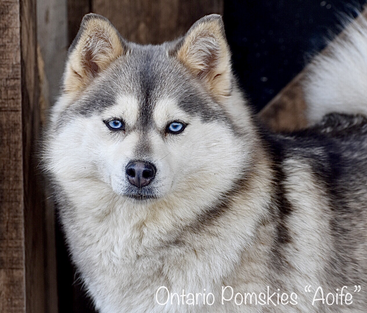 Pomsky Dogs – ONTARIO POMSKIES