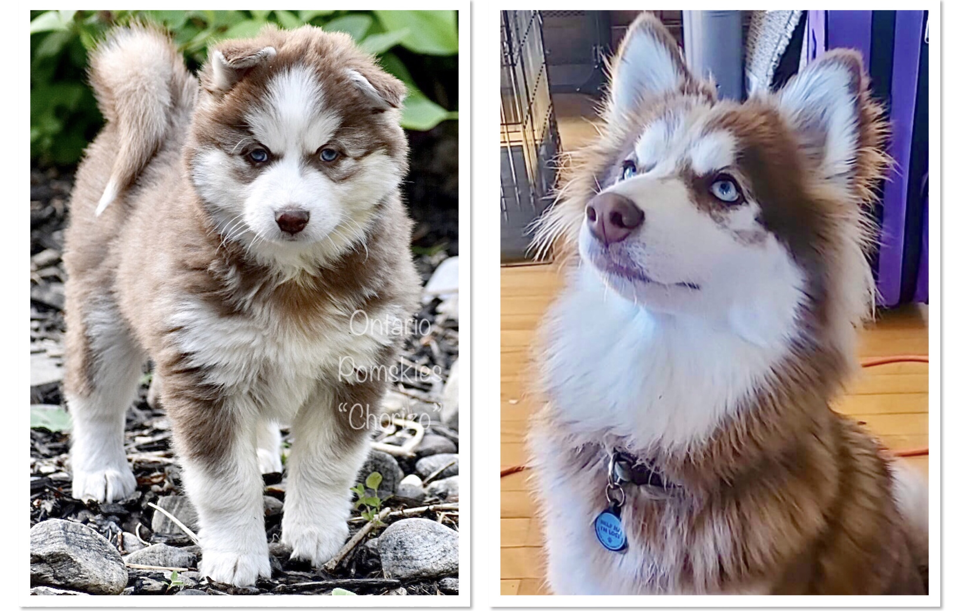 Are you ready for a jam-packed pupdate? – ONTARIO POMSKIES