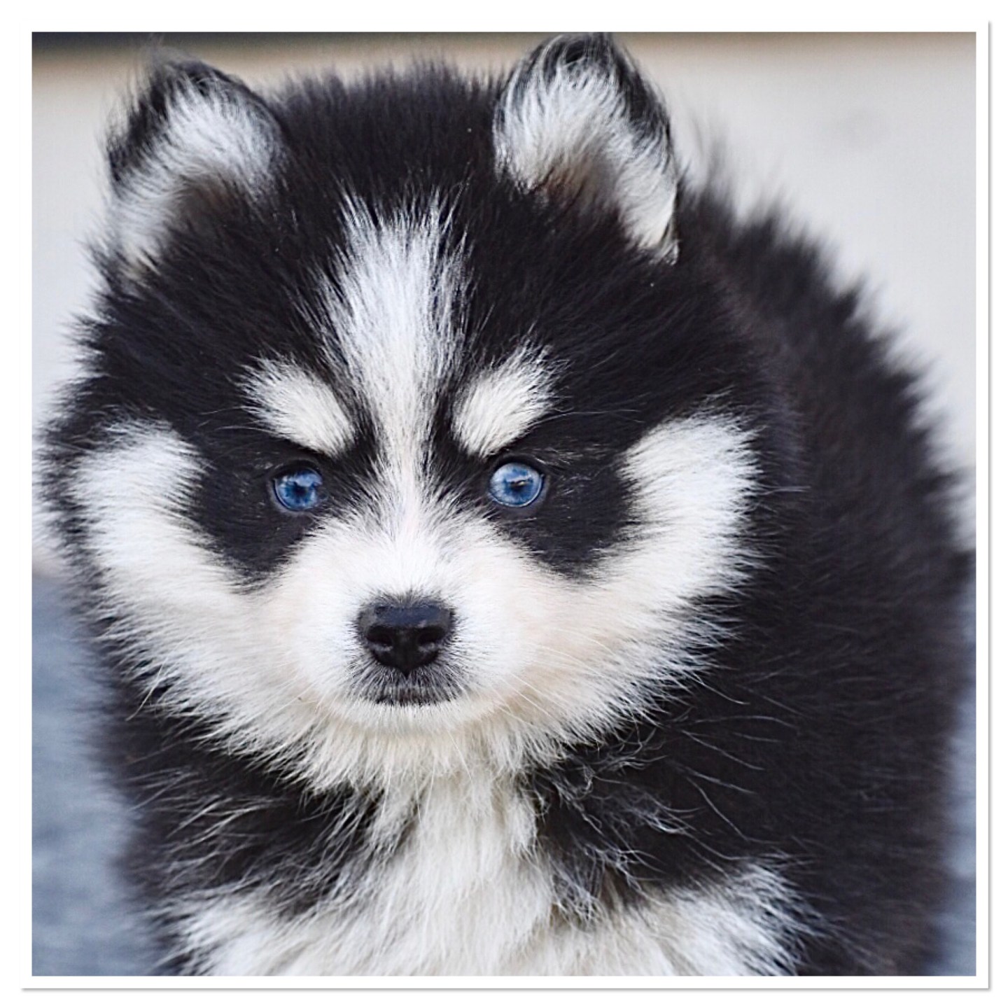 Pomsky Puppies – ONTARIO POMSKIES