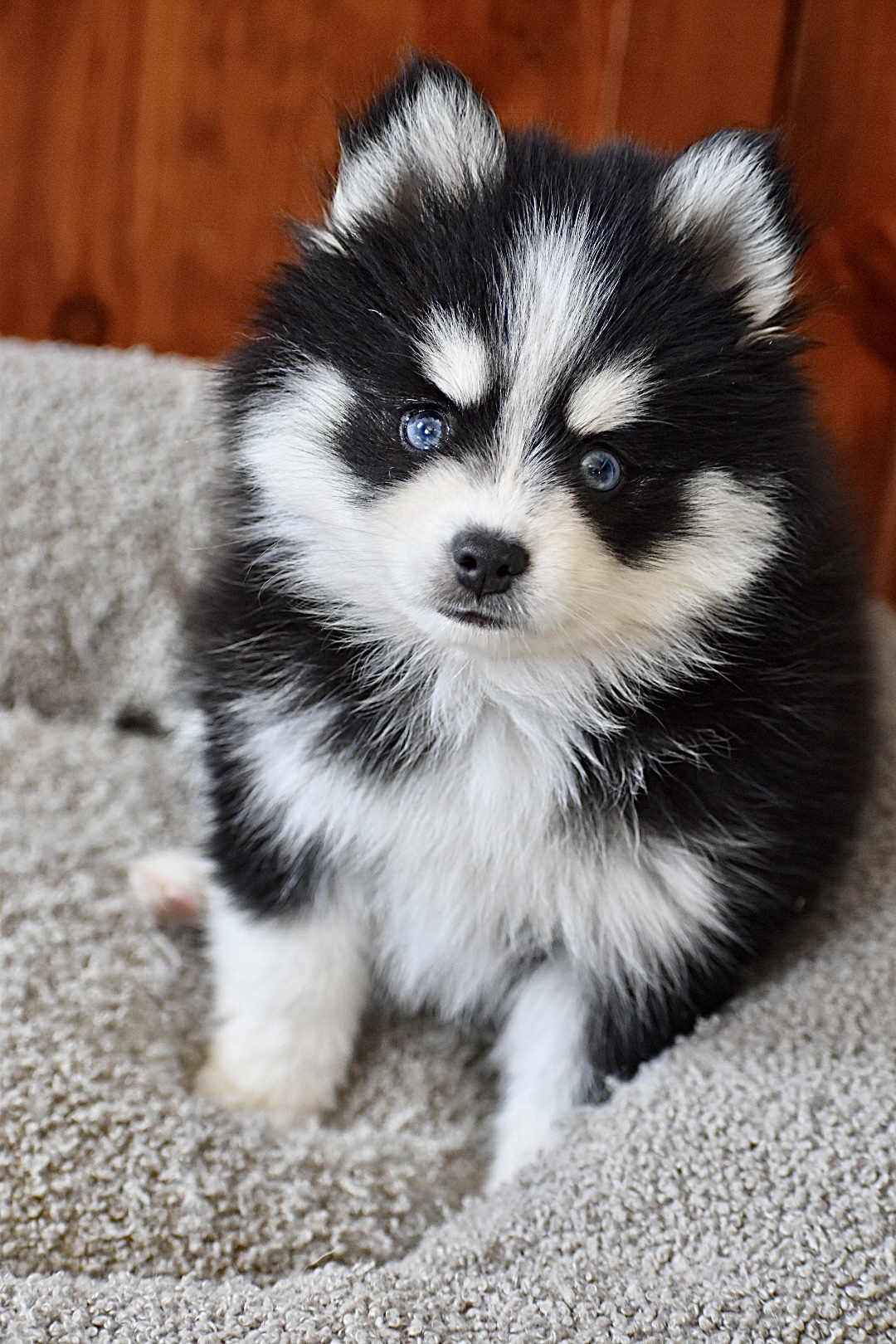 Are you ready for a packed pupdate? – Ontario Pomskies & Keurwood ...