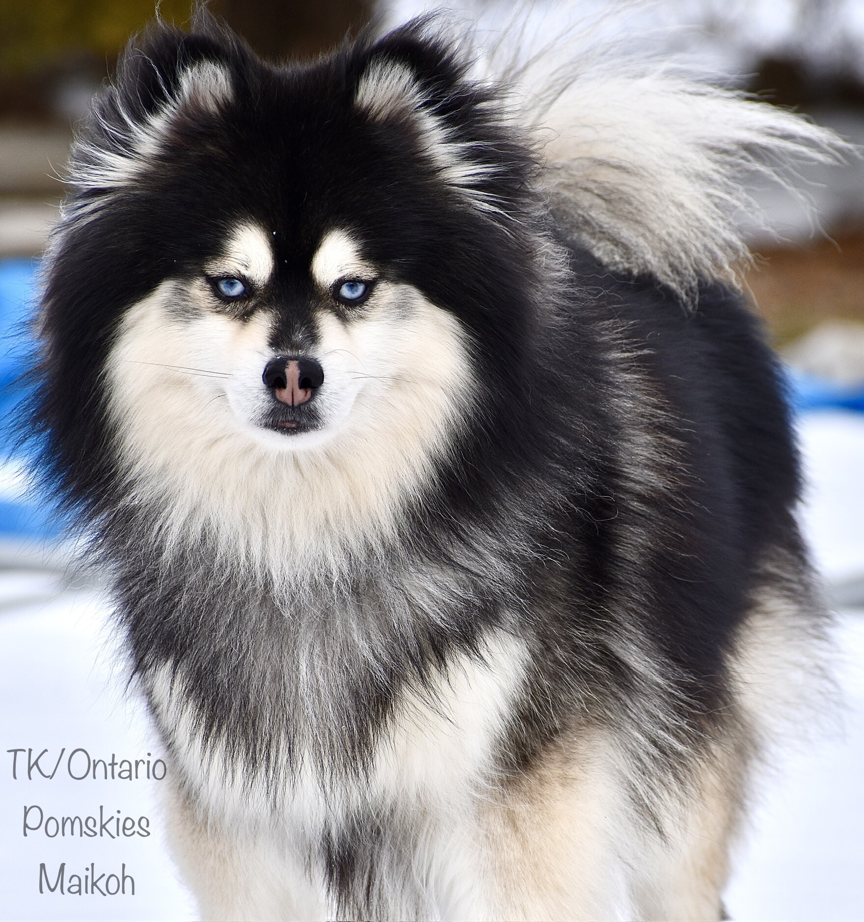Pomsky Dogs – ONTARIO POMSKIES