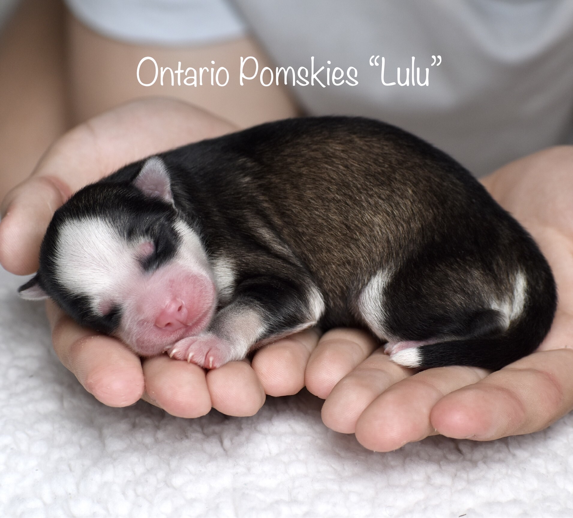 Pomsky Puppies – Ontario Pomskies & Keurwood Equestrian
