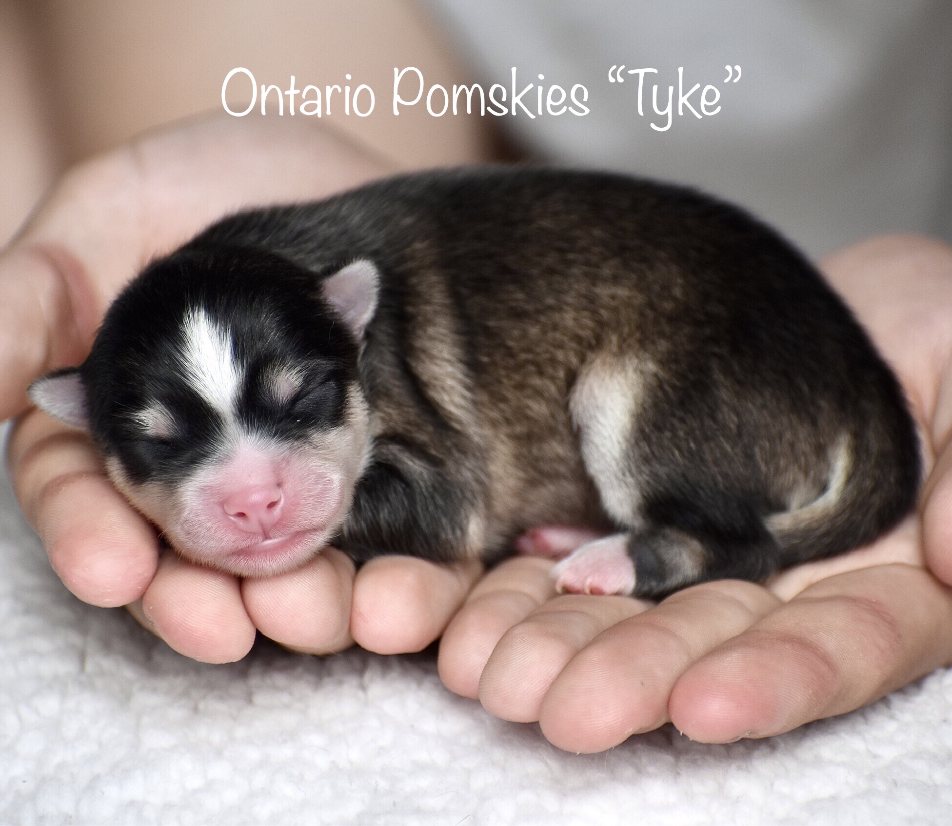 Pomsky Puppies – Ontario Pomskies & Keurwood Equestrian
