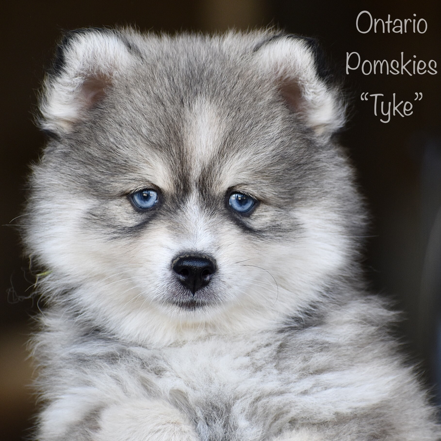 Ontario Pomskies & Keurwood Equestrian – Family farm in-home raised and ...