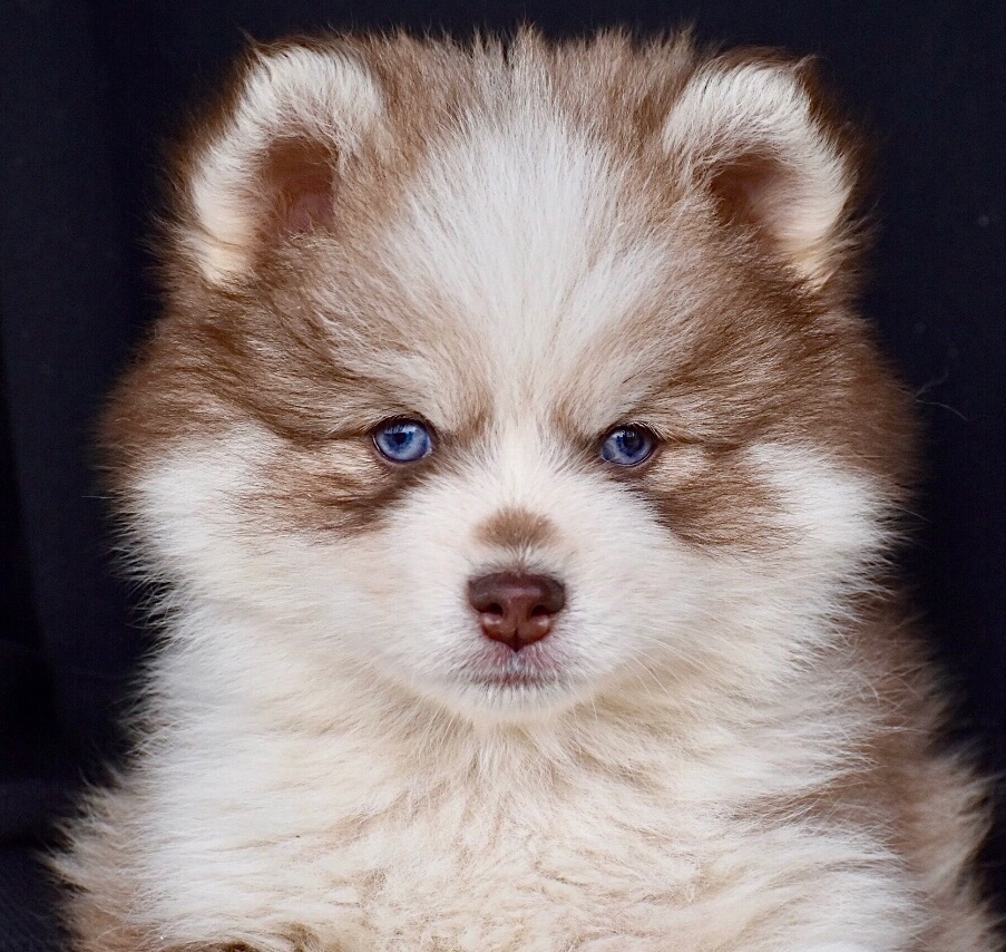 Ontario Pomskies & Keurwood Equestrian – Family farm in-home raised and ...