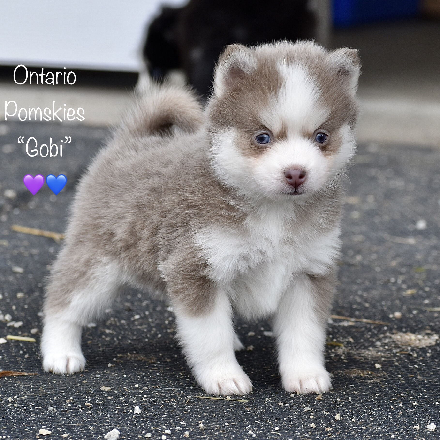 Pomsky Puppies – Ontario Pomskies & Keurwood Equestrian