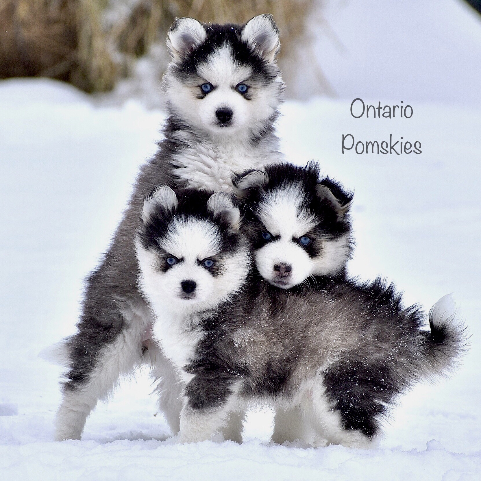Ontario Pomskies & Keurwood Equestrian – Family farm in-home raised and ...