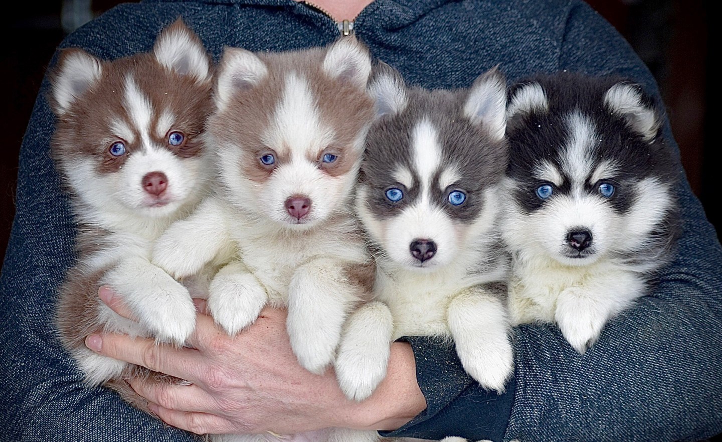 ONTARIO POMSKIES – Family farm in-home raised and ethically bred Pomsky ...