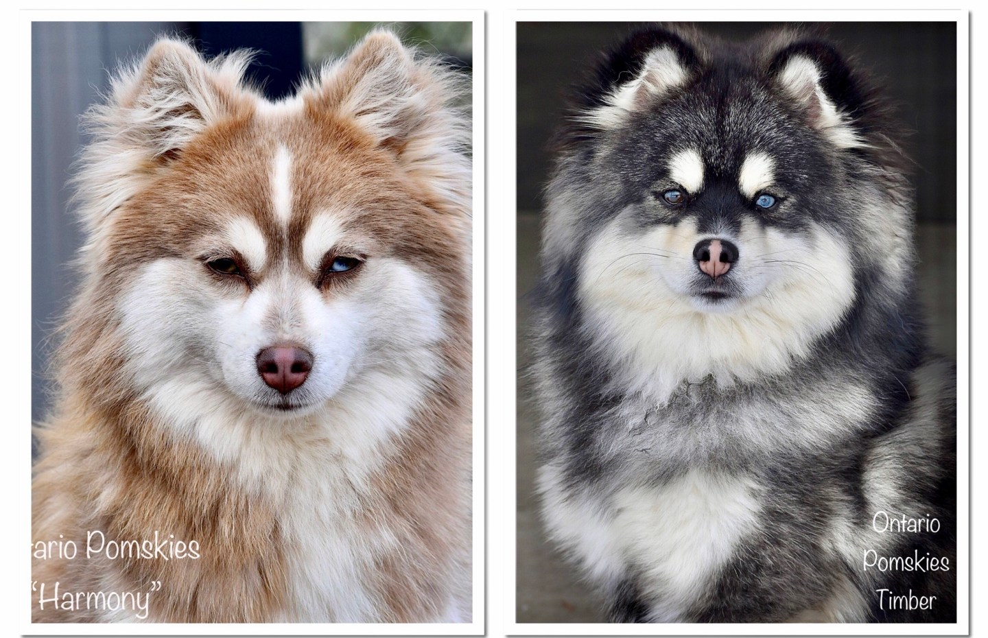 Pomsky Puppies – ONTARIO POMSKIES