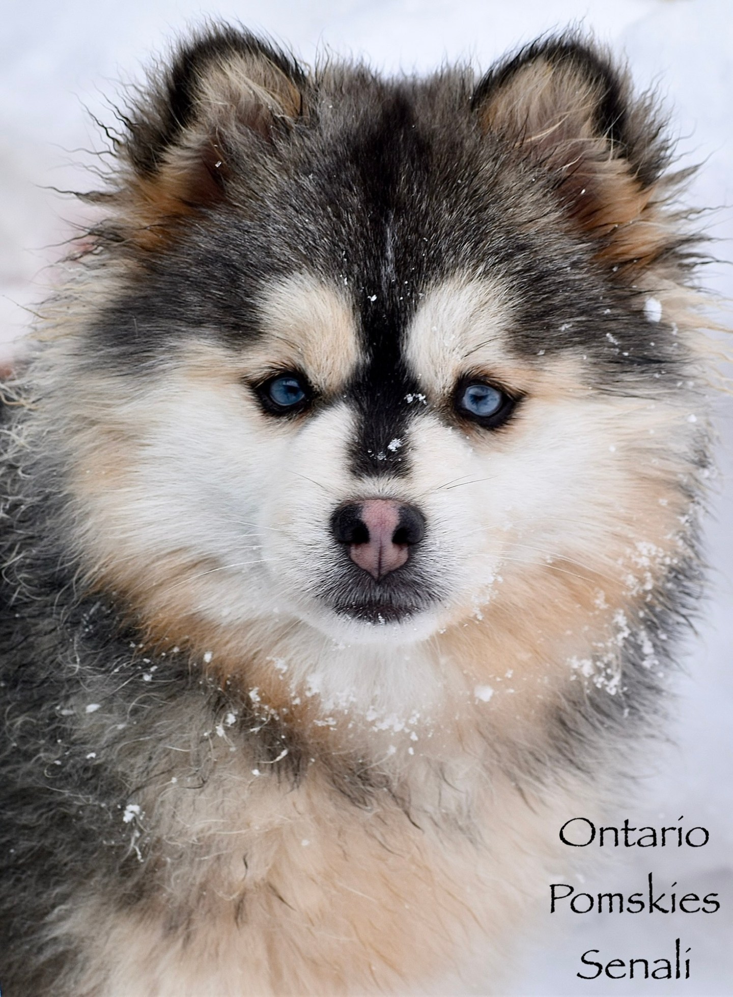 Pomsky Dogs – ONTARIO POMSKIES
